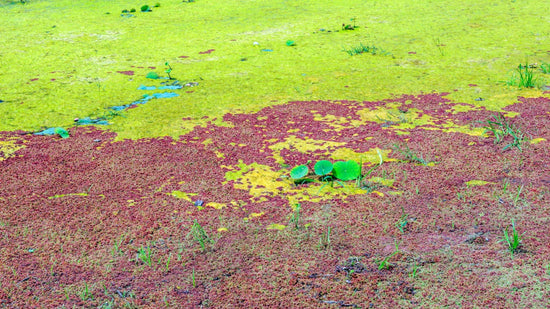 Why Azolla is called Duckweed? – The Affordable Organic Store