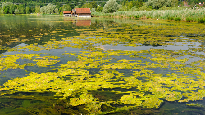 Top 5 Benefits of Algae as a Fertilizer – The Affordable Organic Store