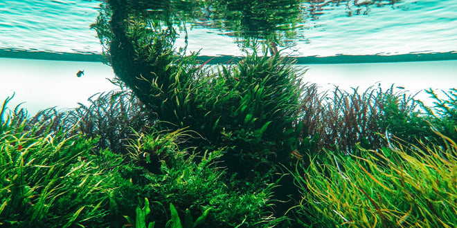 Algae-Powered Wastewater Treatment Systems: A Natural Filtration Solut ...
