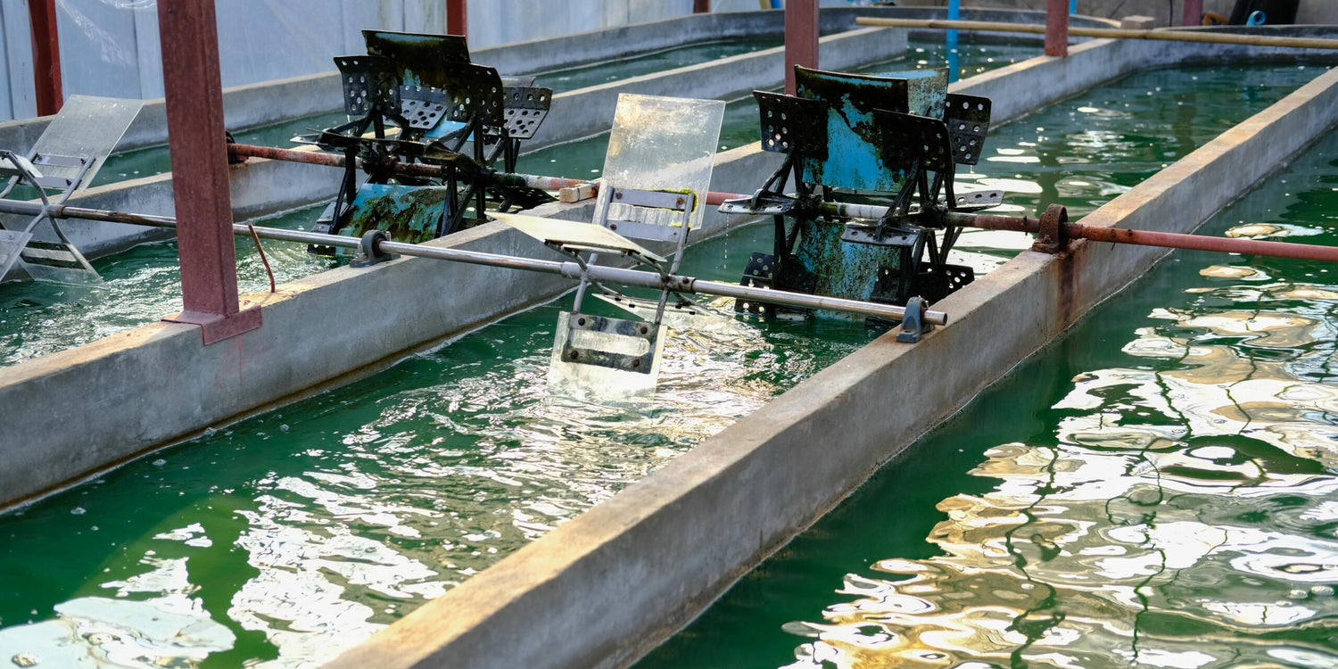 Algae Farming: A Sustainable Agricultural Revolution – The Affordable ...