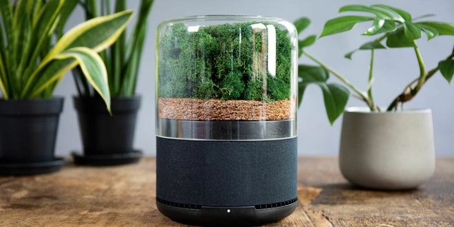 Algae-Based Air Purifiers: Harnessing Nature's Power – The Affordable ...
