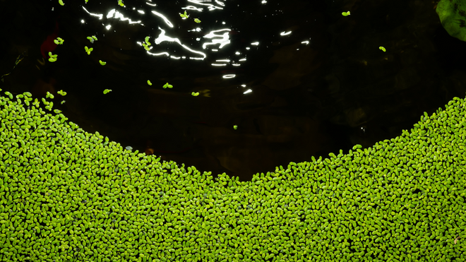 The Beauty of Algae: Transforming Wastewater into Clear Waters – The ...