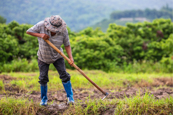 The Importance of Soil Tilling for Indoor Plants – The Affordable ...